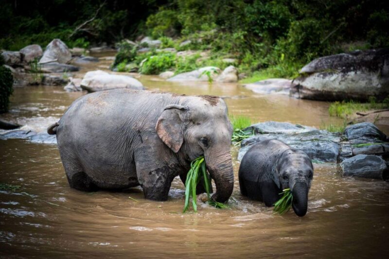 Chiang Mai Elephant Recovery Center, Doi Inthanon and Hiking - Key Points