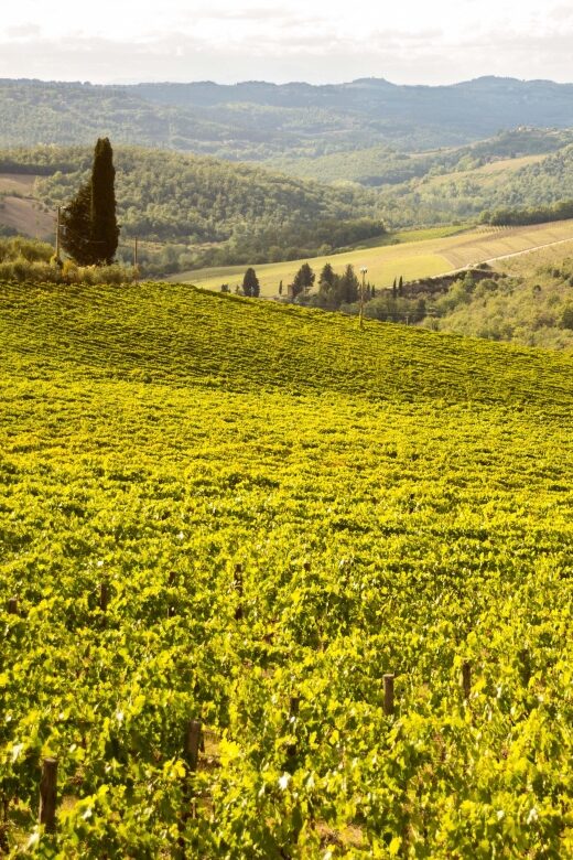 Chianti Classico and Super Tuscan Wine Tour - What Makes This Tour Stand Out?