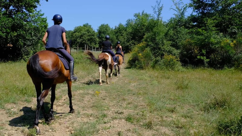 Chianti: Horseback Riding Through Vineyards and Woods - Key Points