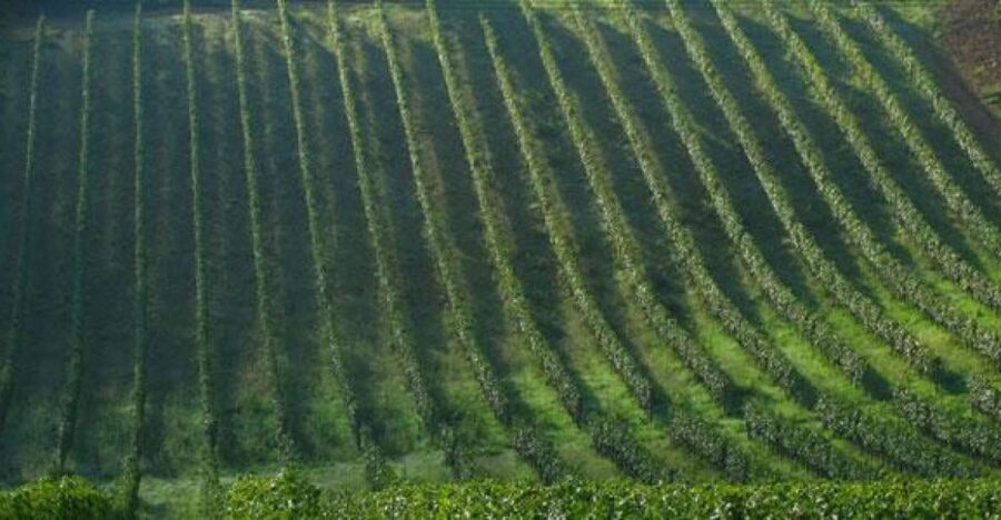 Chianti Wine and Hill Towns Full-Day Tour with Deluxe Van - Key Points