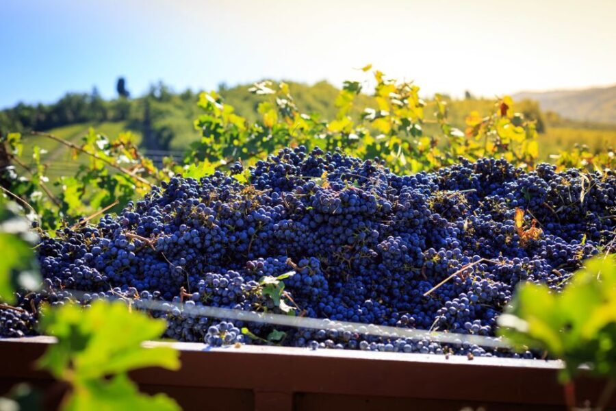 Chianti: Wine and Olive Oil Tasting with Cellar Tour - A Closer Look at the Tour Experience
