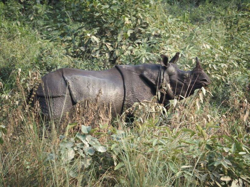 Chitwan: Full-Day Safari Canoeing and Jungle Walk and Jeep - Key Points