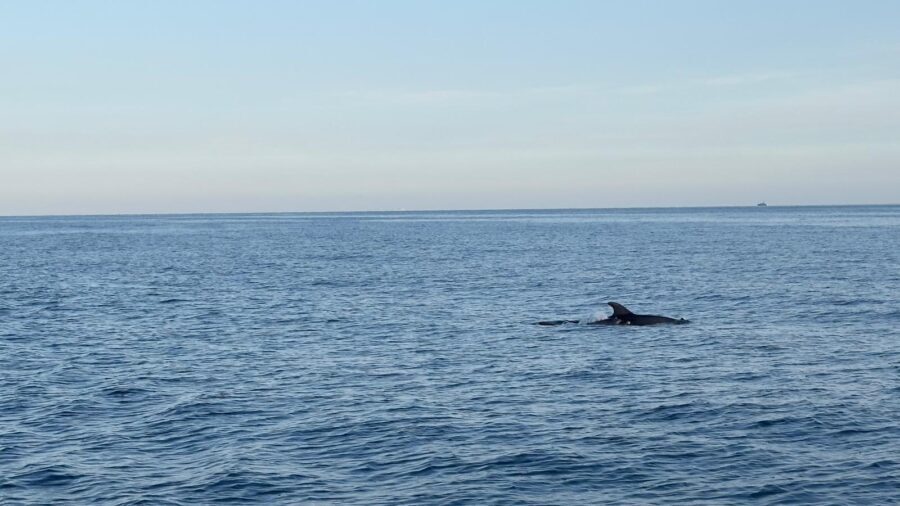 Cinque Terre: Boat Tour with Snorkeling - The Value of the Experience