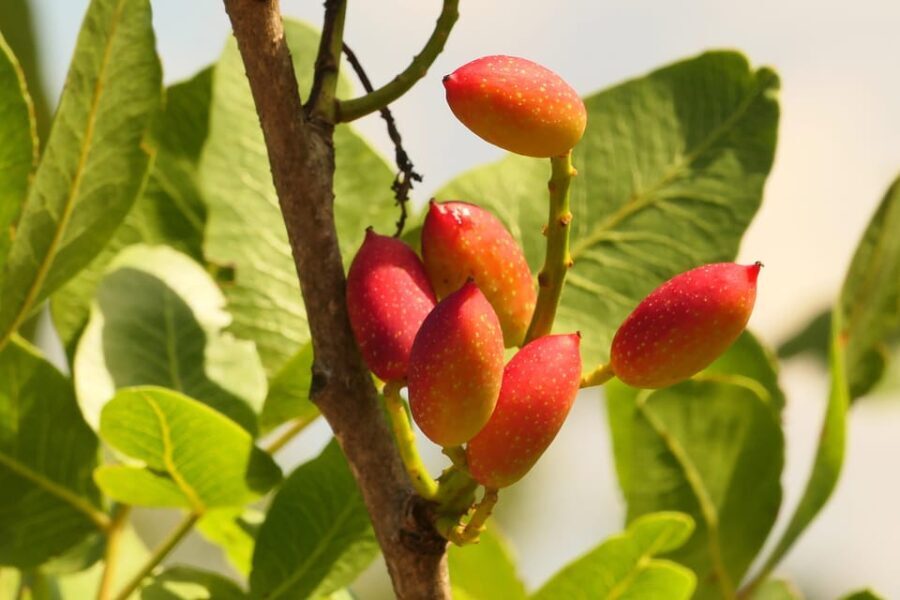 Cisternino: Natural cosmetics workshop - Practical Details and Tips for Participants