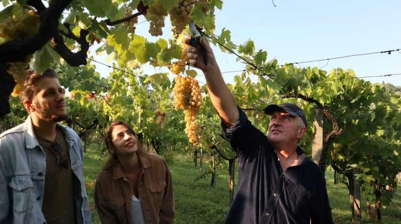 Contadina Breakfast at a Farm - 30 min from Rome - Exploring the Vineyard with Oreste