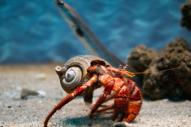 Corfu: Aquarium Entry Ticket with Guided Tour - Key Points