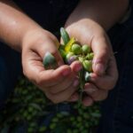 Corfu: Organic Olive Oil Farm Tour with Transfer and Tasting - Exploring the Tour Experience
