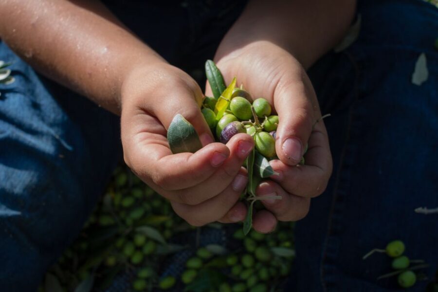 Corfu: Organic Olive Oil Farm Tour with Transfer and Tasting - Exploring the Tour Experience