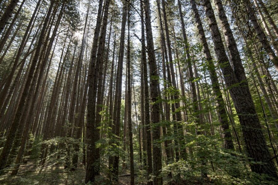 Cosenza: Giants of the Sila - Who Would Enjoy This Tour?