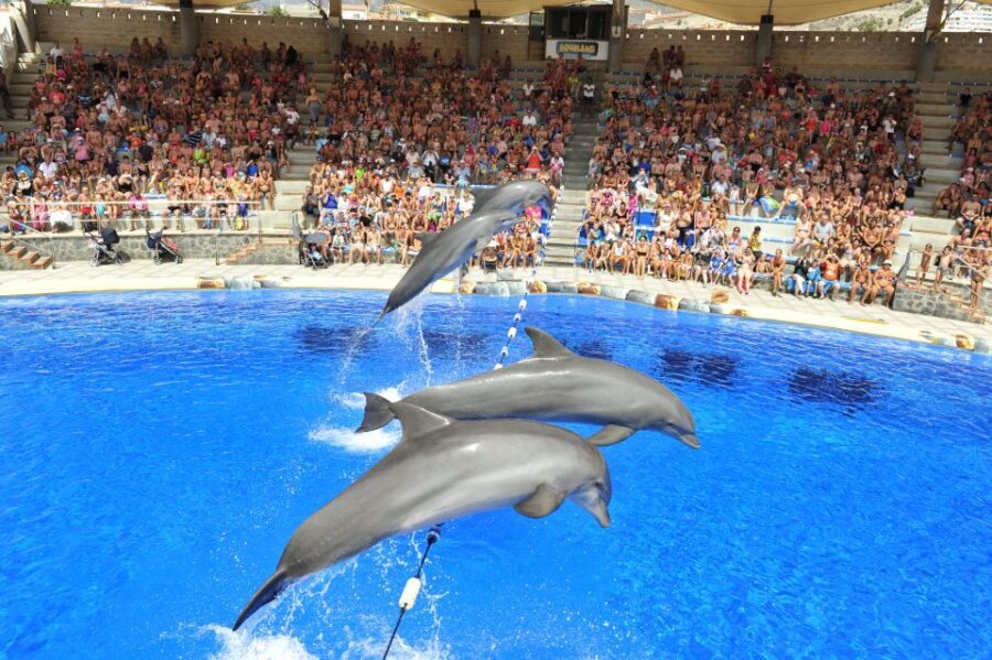 Costa Adeje: Aqualand Water Park Ticket with Dolphin Show - Who Will Love This Water Park?