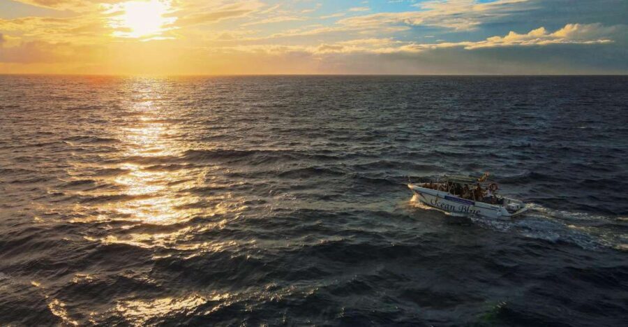Costa Adeje: Whale and Dolphin-Watching Boat Excursion - Why This Tour Stands Out