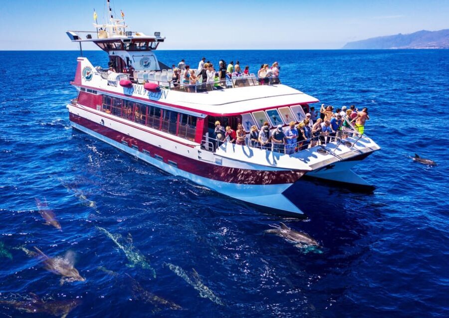 Costa Adeje: Whale & Dolphin Submarine Vision Mini Cruise - Who Should Consider This Tour?