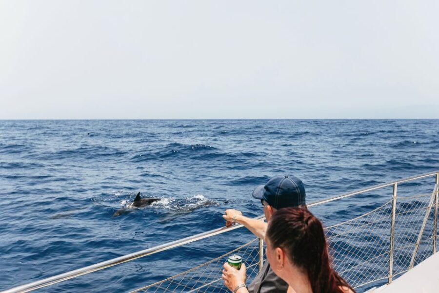 Costa Adeje: Whale Watching Catamaran Tour with Drinks - How the Tour Works: A Step-by-Step Breakdown