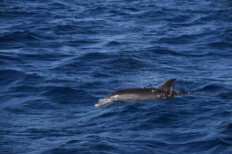 Costa Calma: Fuerteventura Dolphin Watching Zodiac Boat Tour - What We Love About This Tour