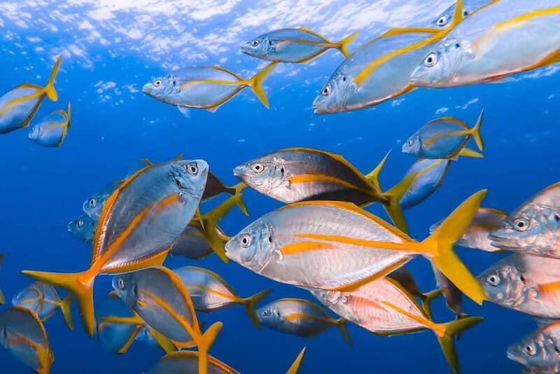 Costa Teguise: Snorkeling Tour with Instructor & Equipment - Who Will Love This Tour?