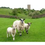 Cotswolds Villages & Countryside: Private Luxury Tour - What’s Included and What’s Not