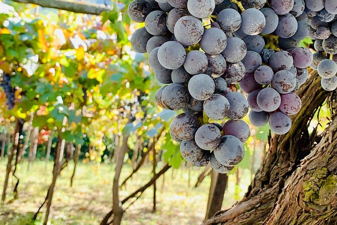 Craftsmanship and Flavors of Sorrento and Amalfi Coast - An Overview of the Tour