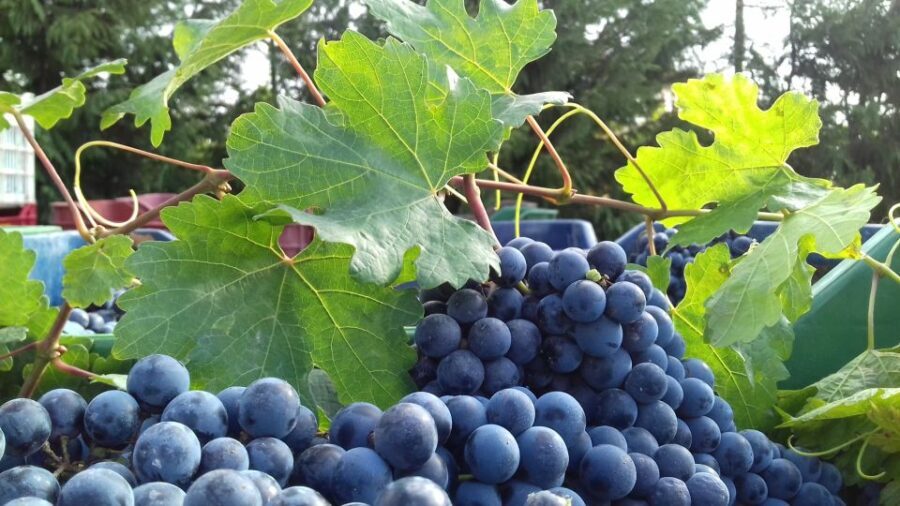 Crete: Olive, Wine, & Raki on a Flavorful Culinary Journey - The Value of the Experience