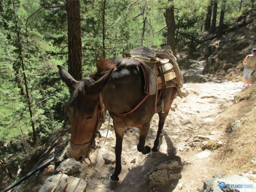 Crete: Private Guided Trek to Samaria Gorge with Transfer - What’s Included and What’s Not
