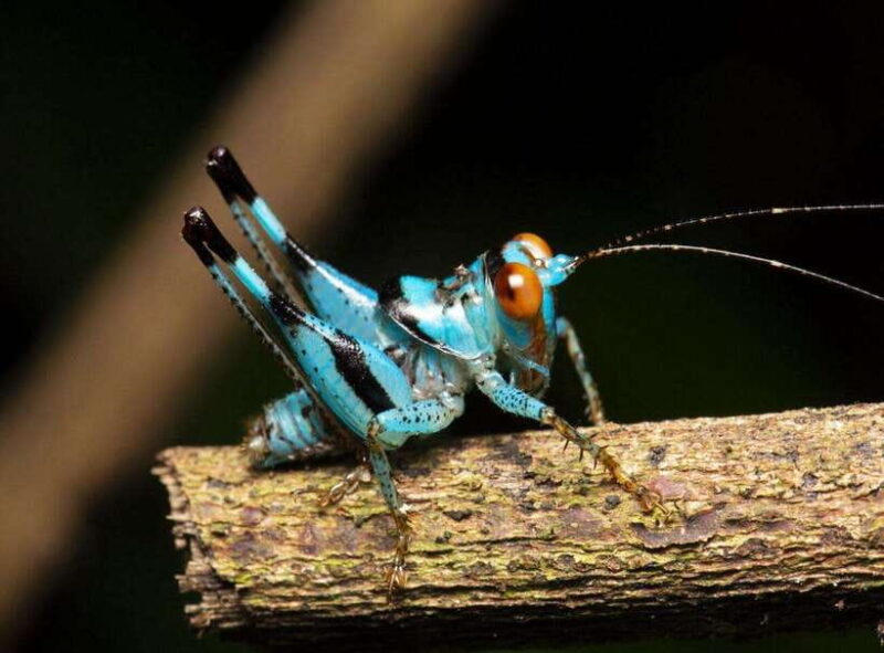 Cuc Phuong National Park Adventure: Nature Tour in 1 day - Key Points