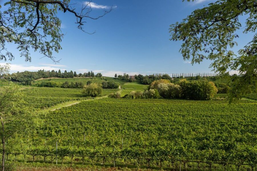 Custoza: Organic Wine Tasting with Vineyard and Cellar Tour - An In-Depth Look at the Experience