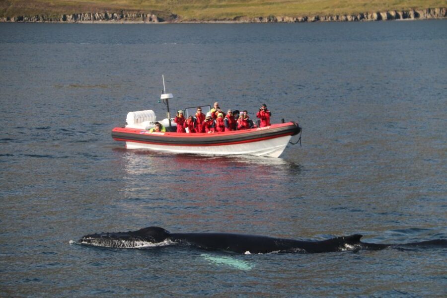 Dalvík: Whale Watching Speedboat Tour - Who Should Consider This Tour?