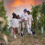 Desenzano: Lugana Wine-Tasting and Vineyard Tour - Who Will Love This Tour?