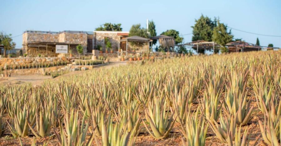 Discover Aloe: A Farm Walk & Workshop - Hands-On Essential Oil Making: From Leaf to Bottle