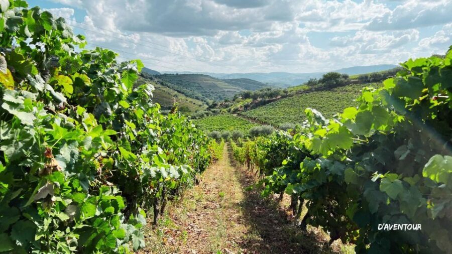 Discover Authentic Douro with D'AvenTour - What Makes This Tour Special and Worth Considering