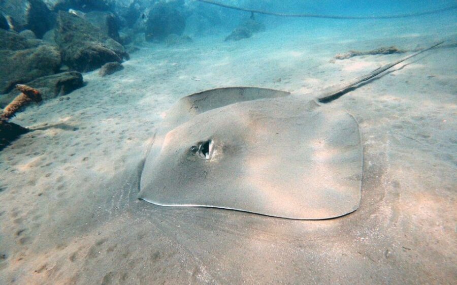 Discover Scuba Diving in the ocean, Snacks included - The Detailed Itinerary