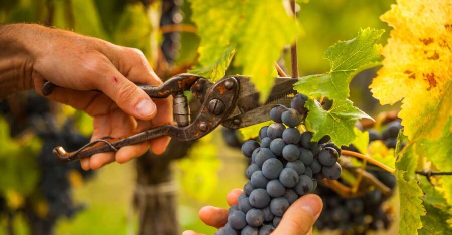 Discover the Secrets of Wine in the Algarve - Who Will Love This Tour?