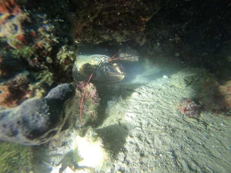 Diving - Discover the Charm of Carinthian Lakes with TSV Blackdivers