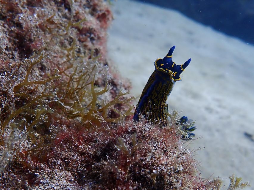 Diving at Lanzarote - 2 guided dives for certified divers - What to Expect from the Tour