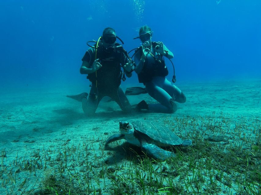 Diving course for beginners in turtle area Tenerife - The Detailed Itinerary: What to Expect