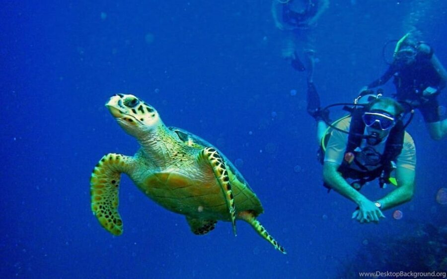 Diving Tour from Alanya & Side with Lunch - 2 Dives Included - Who Is This Tour Best For?