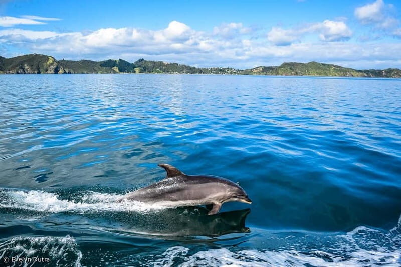 Dolphin Island Full-Day Boat Trip from Side, Turkey - What to Expect: Practical Details and Tips