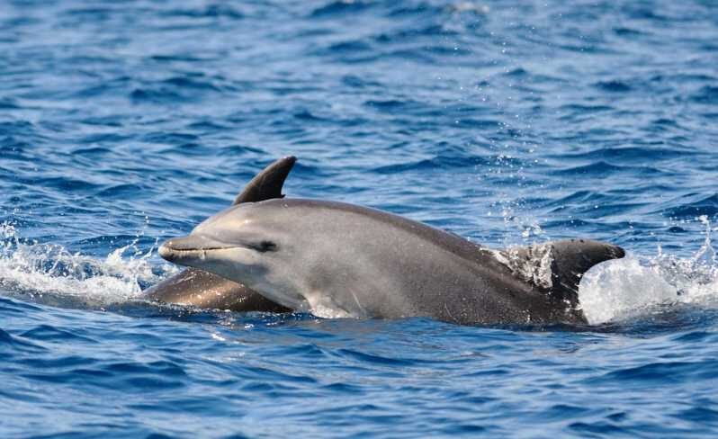 Dolphin Kayak Safari at Sunset at Golfo Aranci - Value and Pricing
