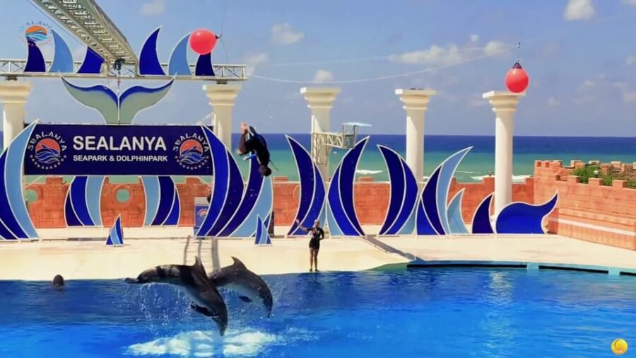 Dolphin Park Entry with Live Show and Pickup - A Closer Look at What to Expect