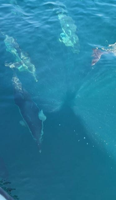 Dolphin Sighting, La Línea de la Concepción - Practical Details and Value