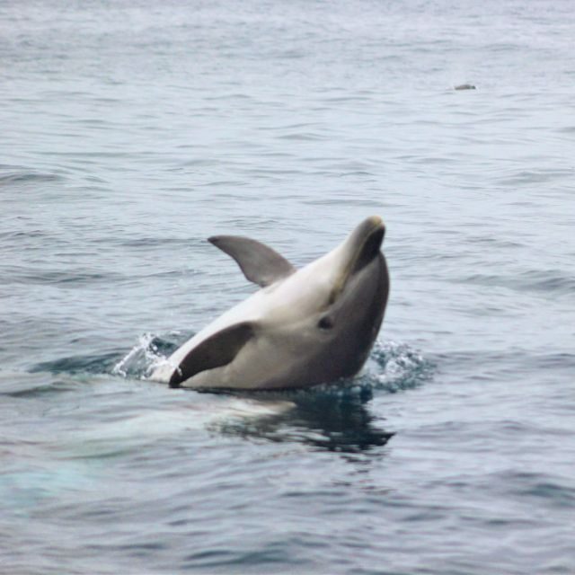 Dolphin Watching and Local Caves - Who Will Love This Tour?