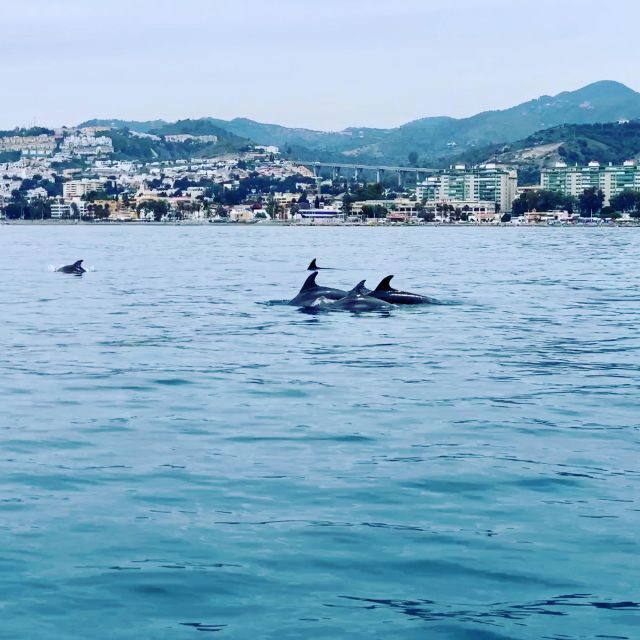 DOLPHIN WATCHING - Deep Dive into the Itinerary