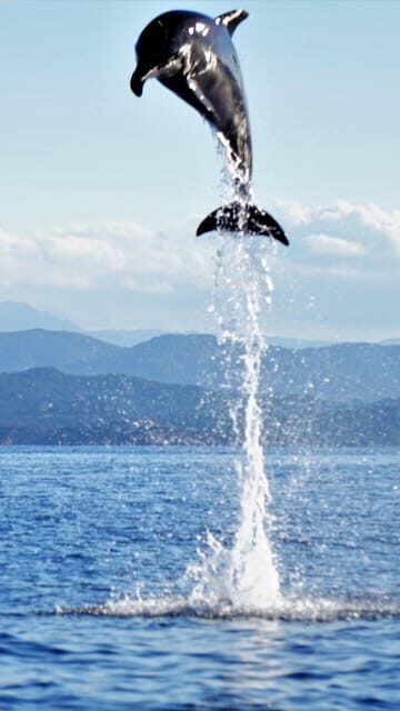 Dolphins: Dolphin Sightseeing Tour and Cape Figari By Dinghy - Who Should Consider This Tour?