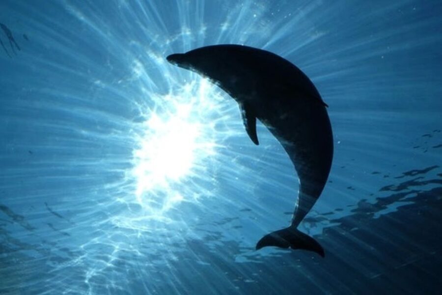 Dolphins Watching with Beach Day in Tarifa from Seville - FAQ