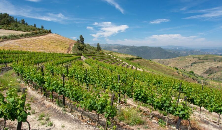 Douro Valley Private Tour with 2 wine tastings - The Experience: From Pickup to Drop-off