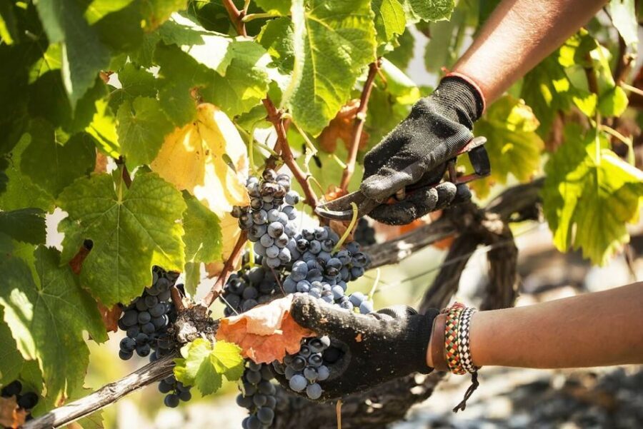 Douro Valley: Quinta de S. Luiz Winery Tour and Tasting - Whats Included and Whats Not