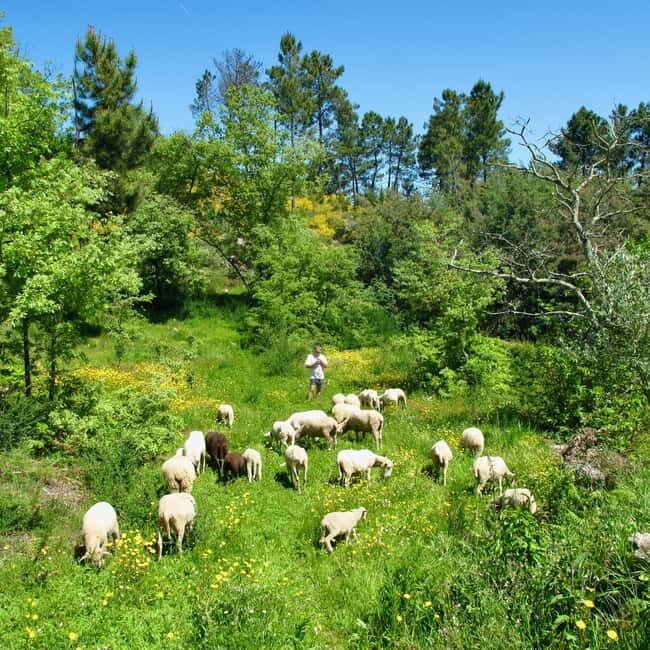 Douro Valley: Traditional Cooking Class, Farm Tour & Lunch - Who Will Love This Experience?