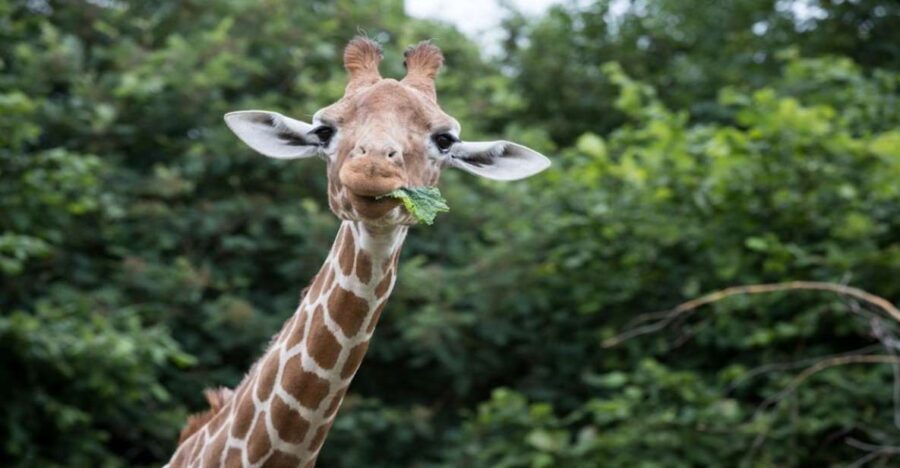 Dunstable: Whipsnade Zoo Full-Day Entrance Ticket - Authentic Experiences and Visitor Insights