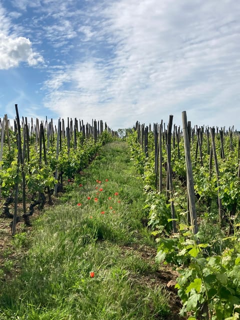 DUO PARENTS CHILDREN WINE CÔTE-RÔTIE TOUR VISIT - Key Points