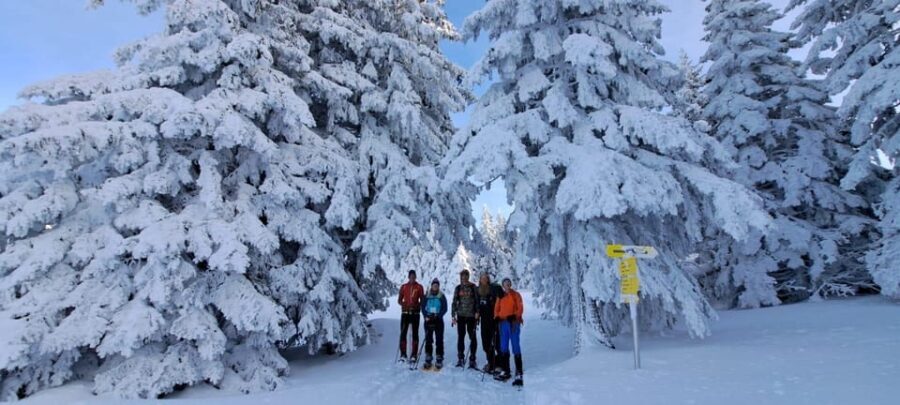 Ehrwald: Zugspitze Snowshoe Hiking Tour with Mountain Views - What to Expect: A Step-by-Step Overview