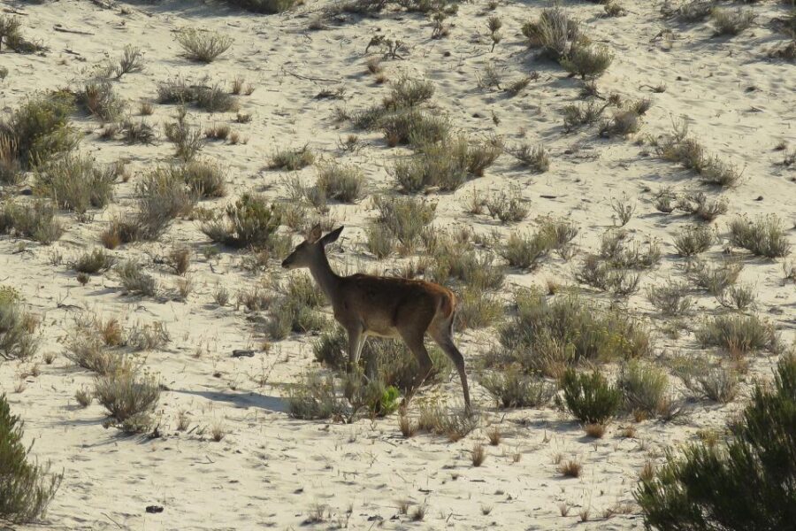 El Rocío: Doñana National Park 4x4 Guided Tour - What to Expect on the 4x4 Adventure
